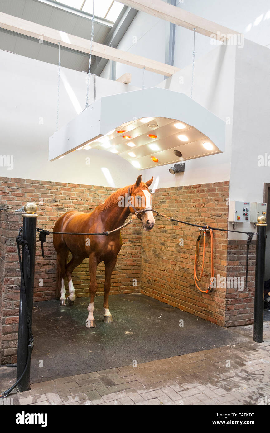 Warmblooded horse horse solarium Germany Stock Photo - Alamy