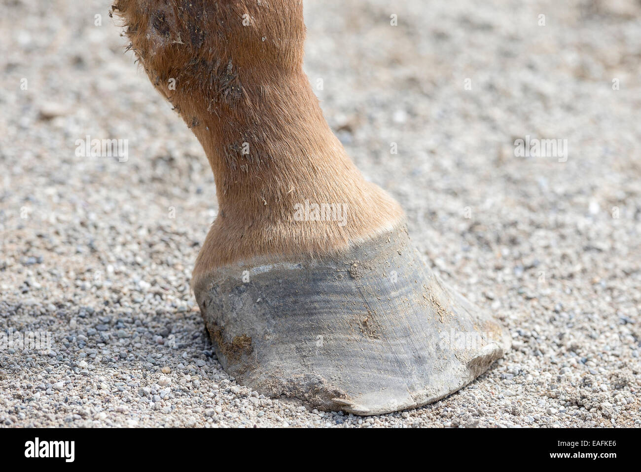 Neglected horse hi-res stock photography and images - Alamy