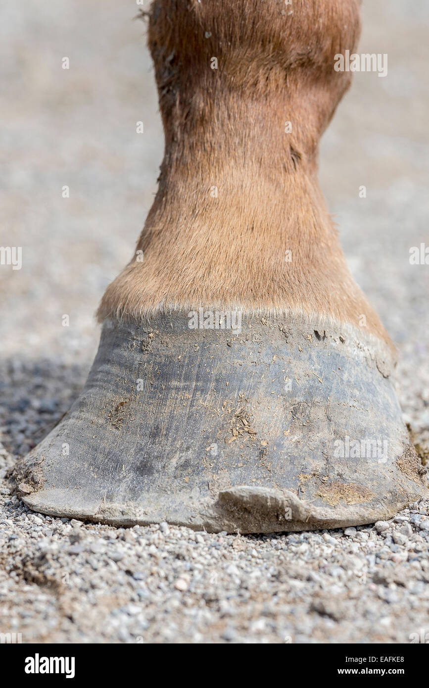 Neglected hoof Germany Stock Photo - Alamy