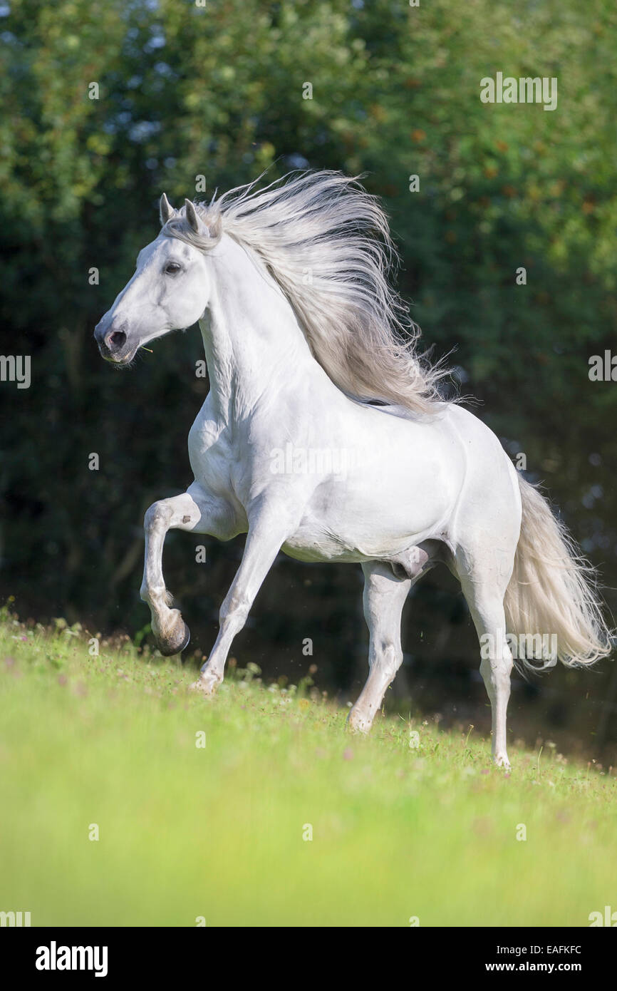 Pure Spanish Horse Andalusian Gray gelding galloping pasture Germany ...