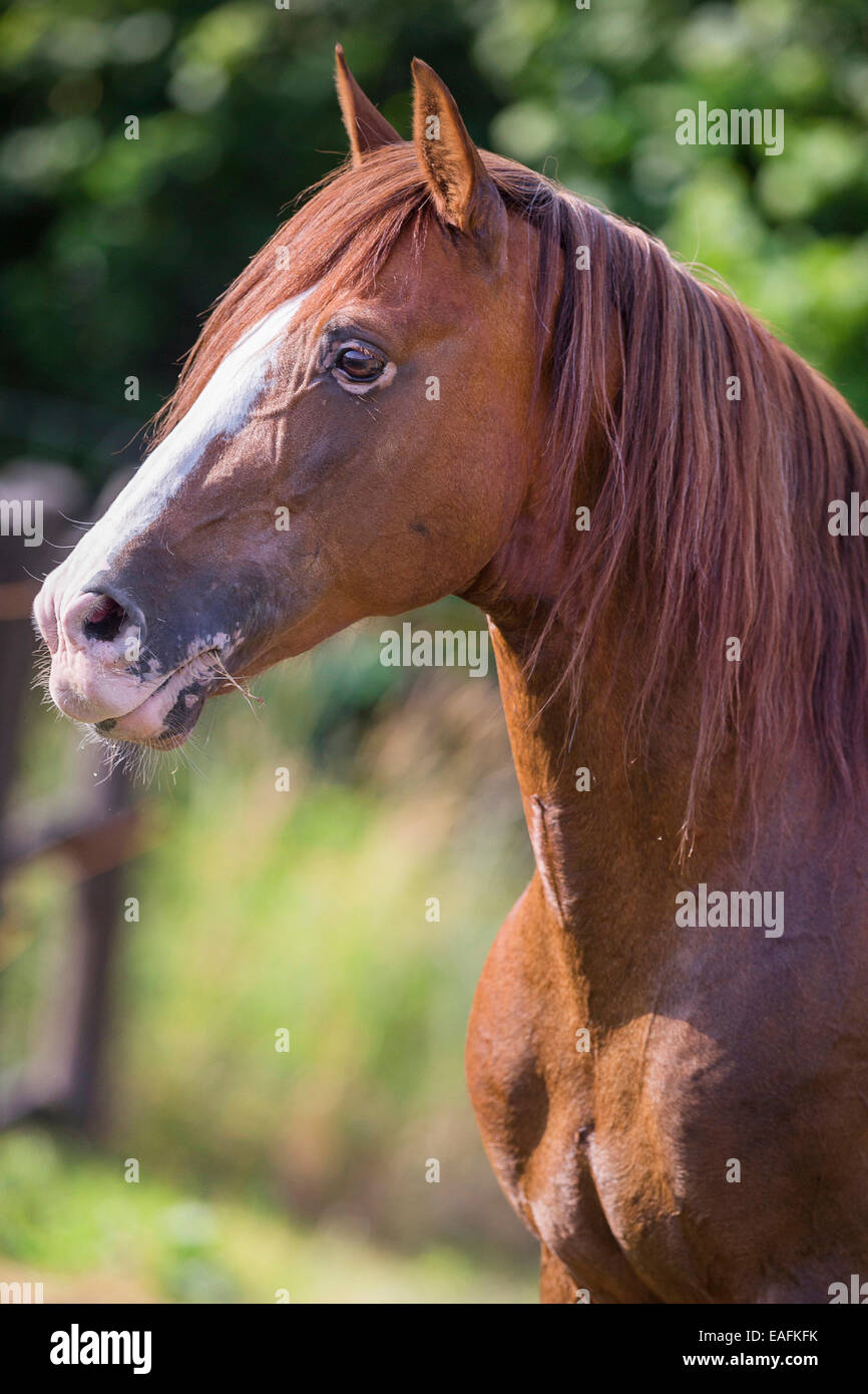 Chestnut Andalusian