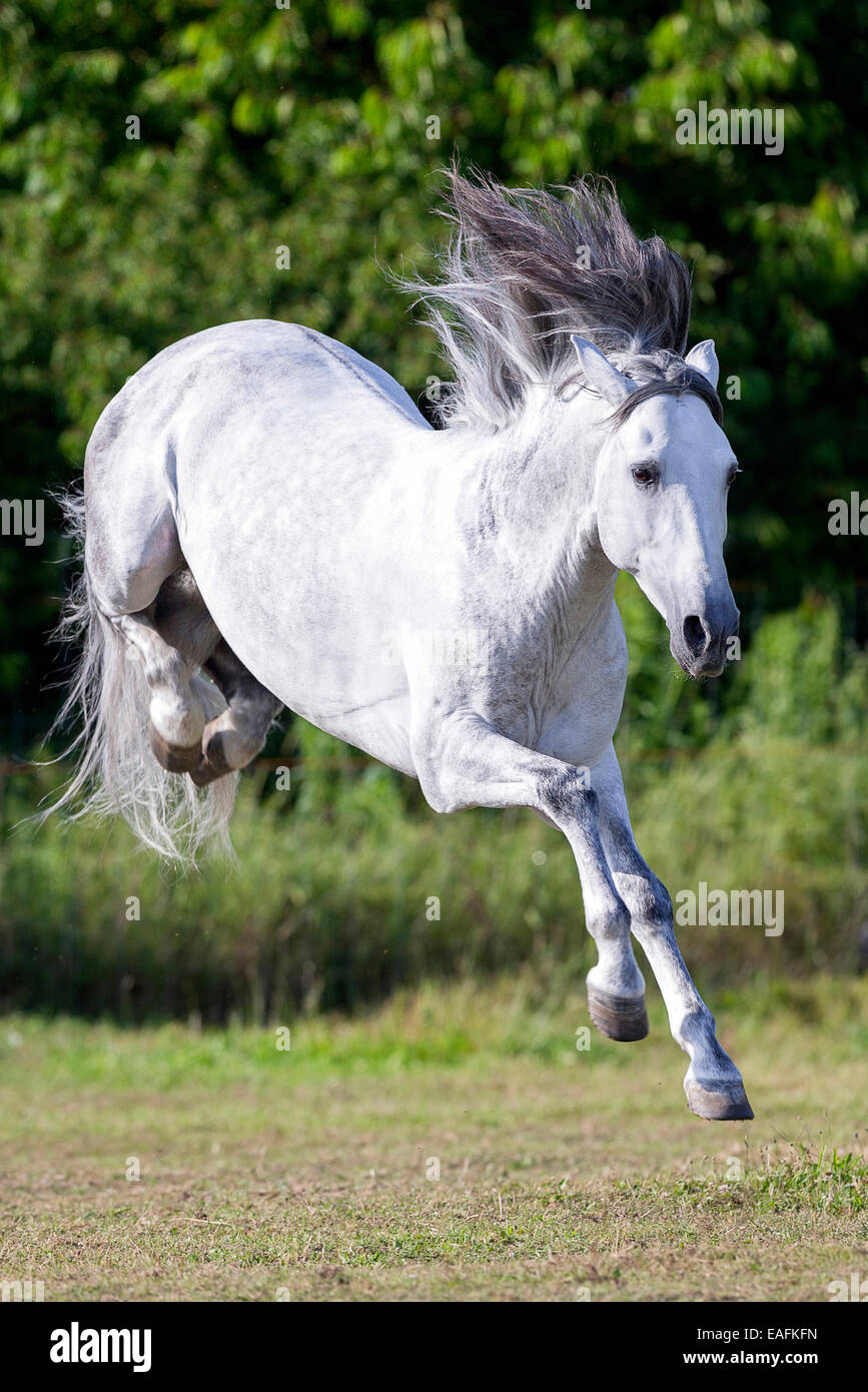 Buckin horse hi-res stock photography and images - Alamy