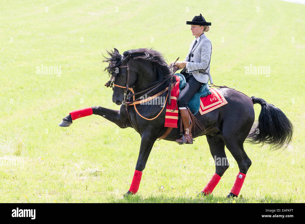Pure Spanish Horse Andalusian Woman rider black stallion performing the ...