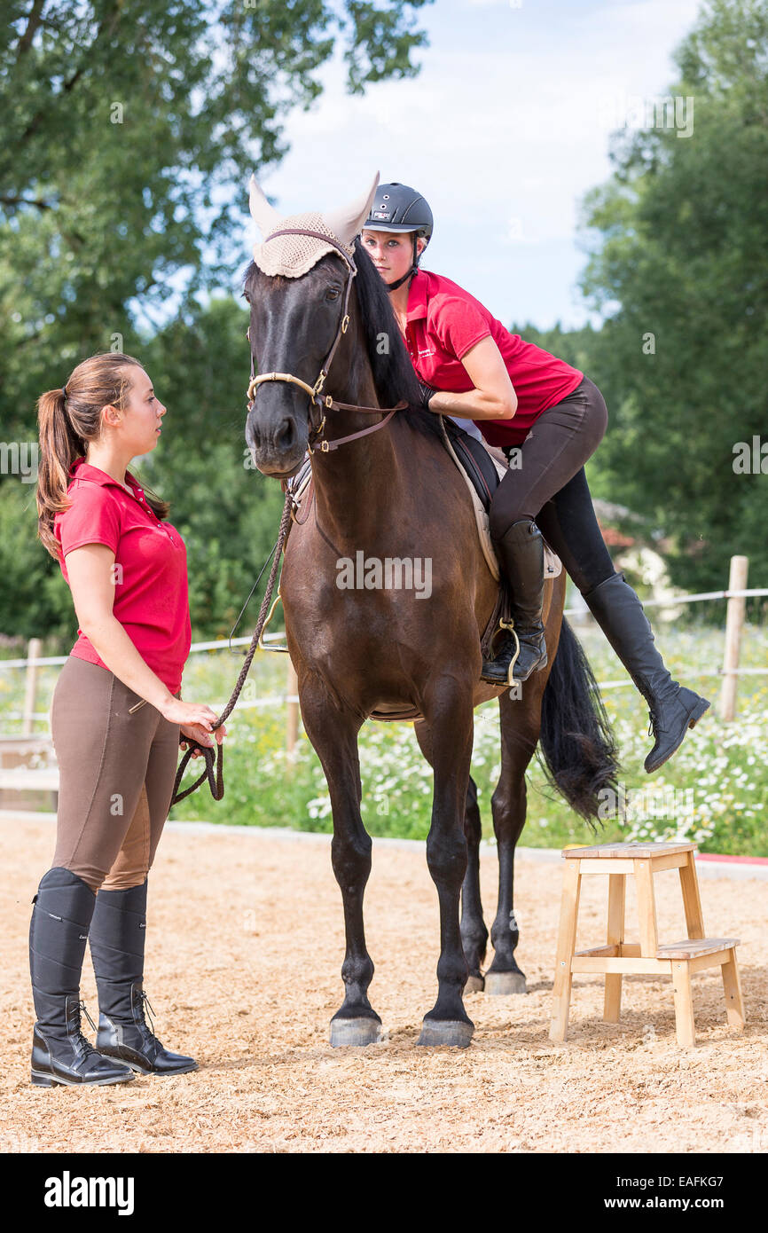 Pure Spanish Horse Andalusian Woman rider carefully mounting young mare ...