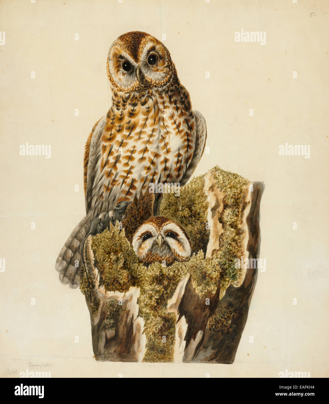 Strix aluco, tawny owls Stock Photo - Alamy