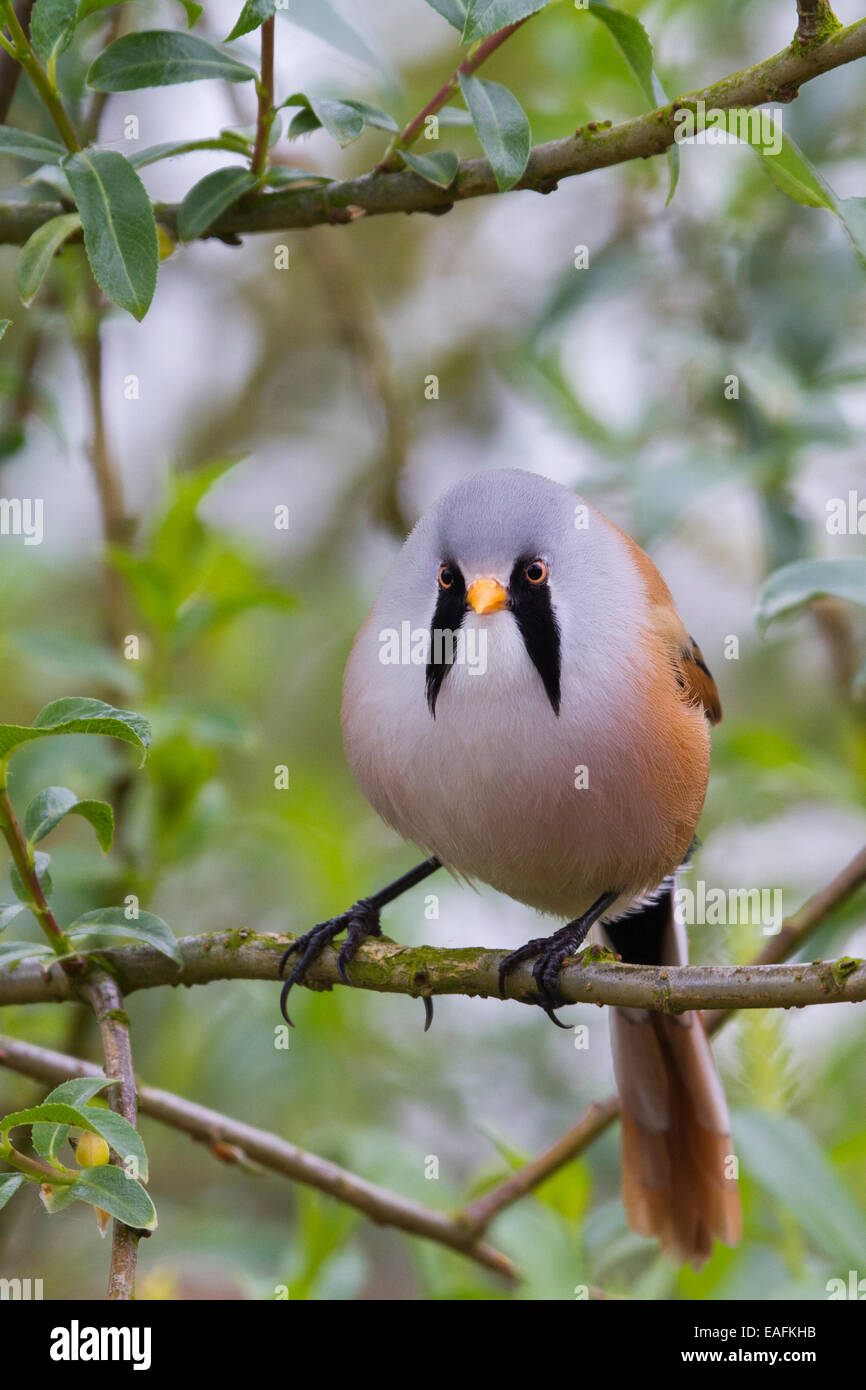 Bearded Tit ( Panurus biarmicus ) close up in the wild Stock Photo - Alamy