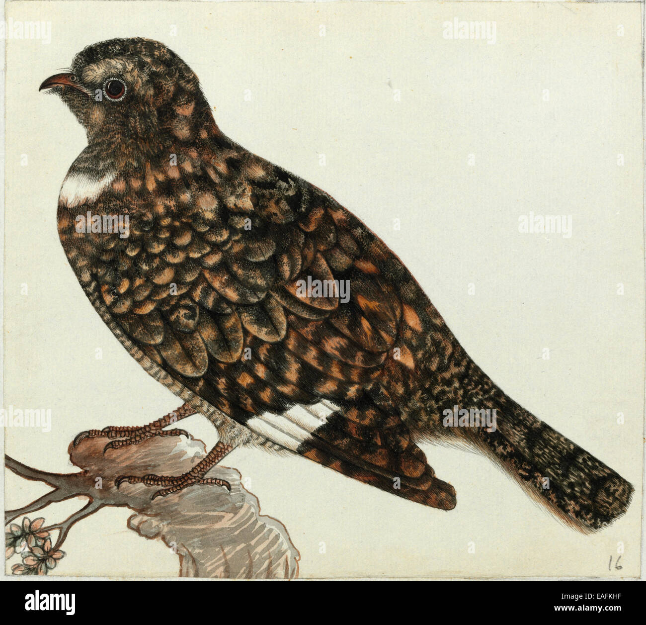 Nightjar bird hi-res stock photography and images - Alamy