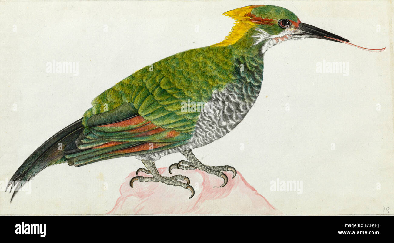 Lesser Yellownape, Picus chlorolophus Stock Photo - Alamy