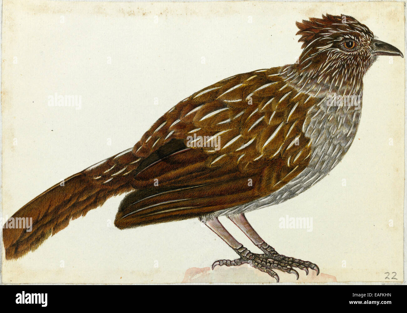 Striated Laughingthrush, Garrulax striatus Stock Photo - Alamy