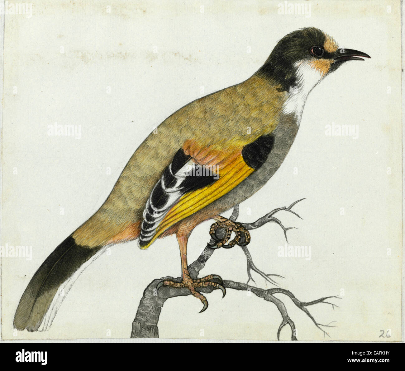 Variegated Laughingthrush, Trochalopteron variegatum Stock Photo - Alamy