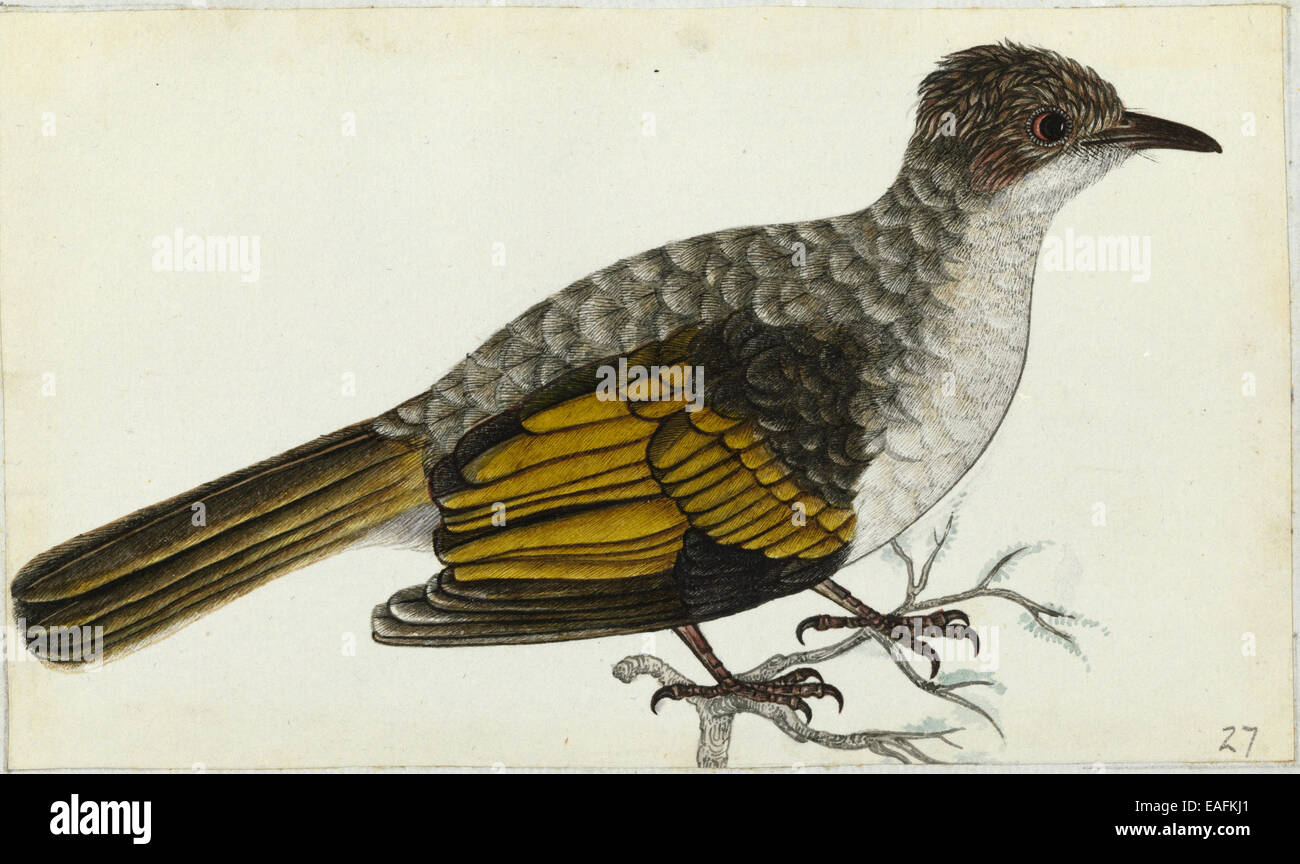 Ashy Bulbul, Hemixos flavala Stock Photo - Alamy