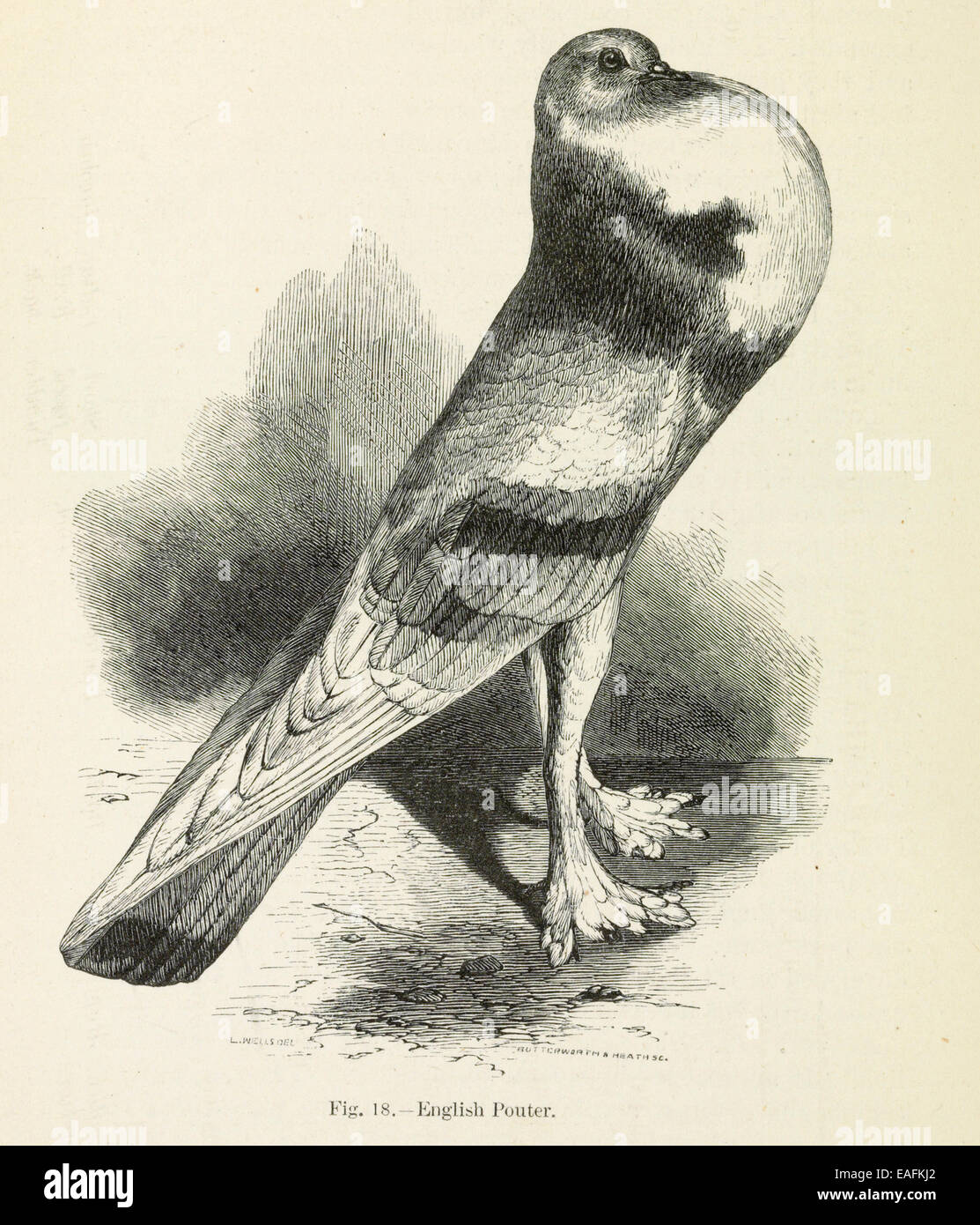 English pouter pigeon hi-res stock photography and images - Alamy