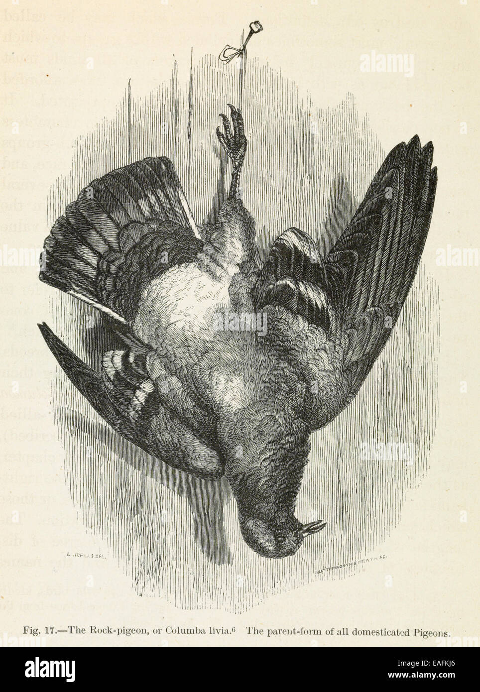 Darwin's Pigeons, The Rock Pigeon Stock Photo - Alamy