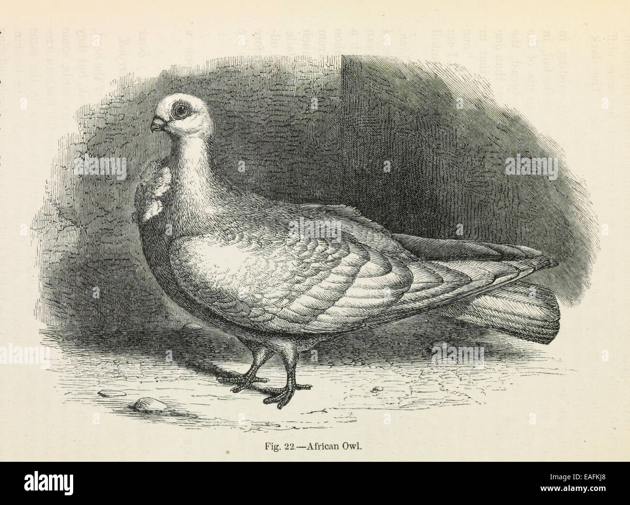 African owl pigeon hi-res stock photography and images - Alamy