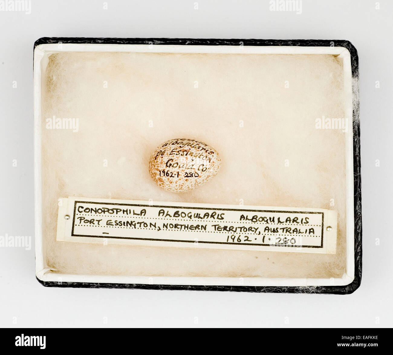 Conopophila hi-res stock photography and images - Alamy