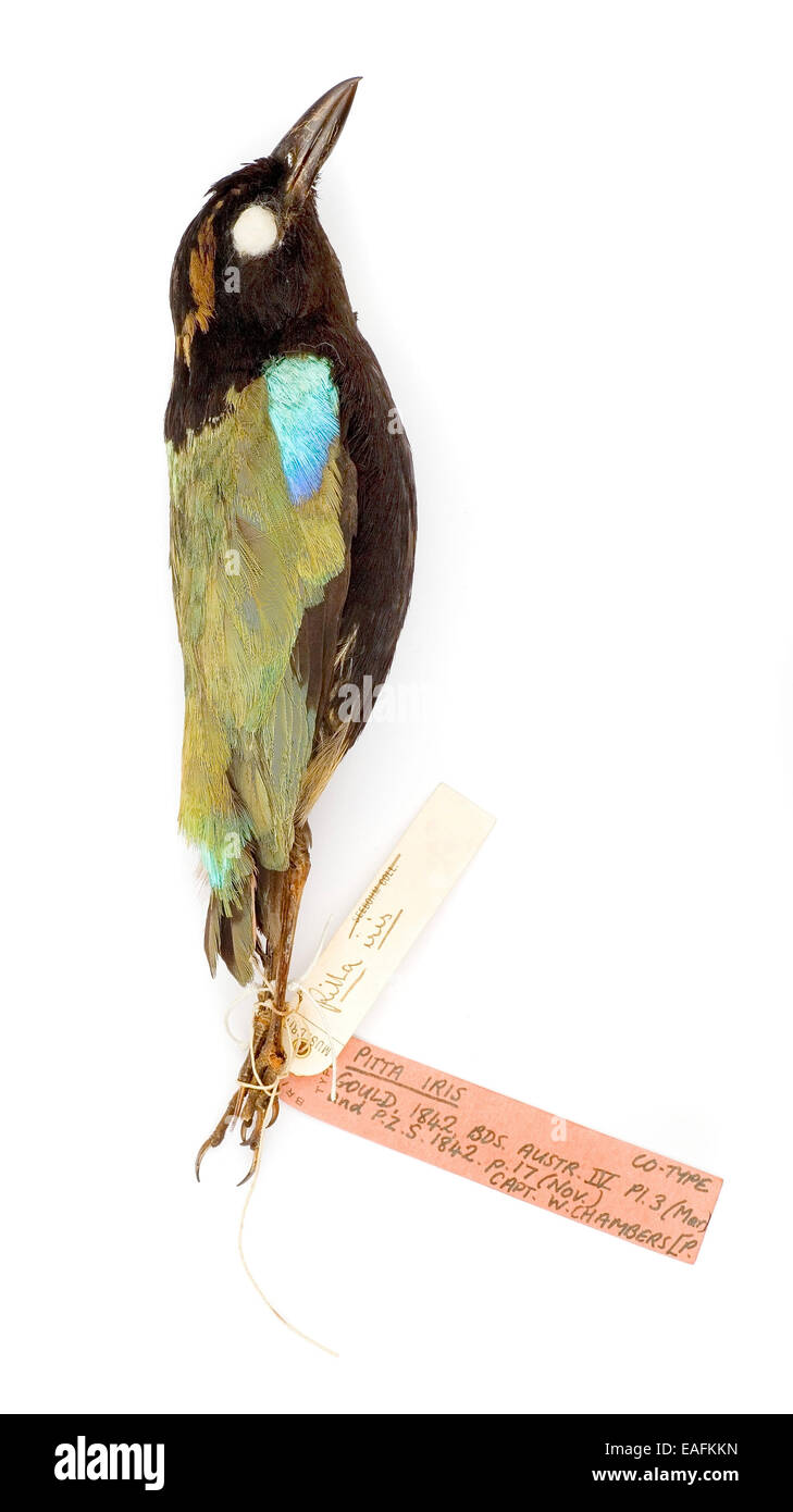 From his collection Cut Out Stock Images & Pictures - Alamy