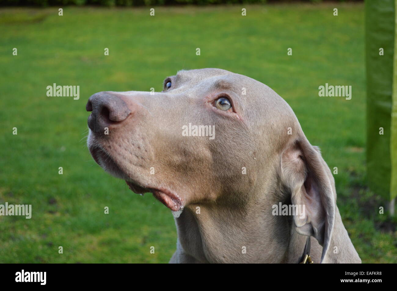 Waiting expectantly hi-res stock photography and images - Alamy