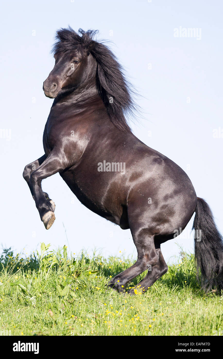 Shetland Pony Partbred Tubby black gelding rearing pasture Austria ...
