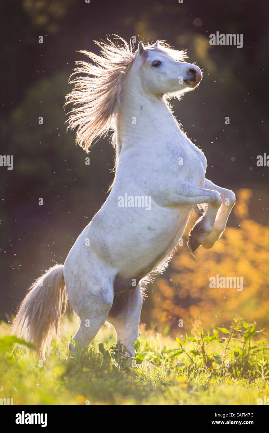 Welsh Mountain Pony Section A Gray gelding rearing pasture Austria ...