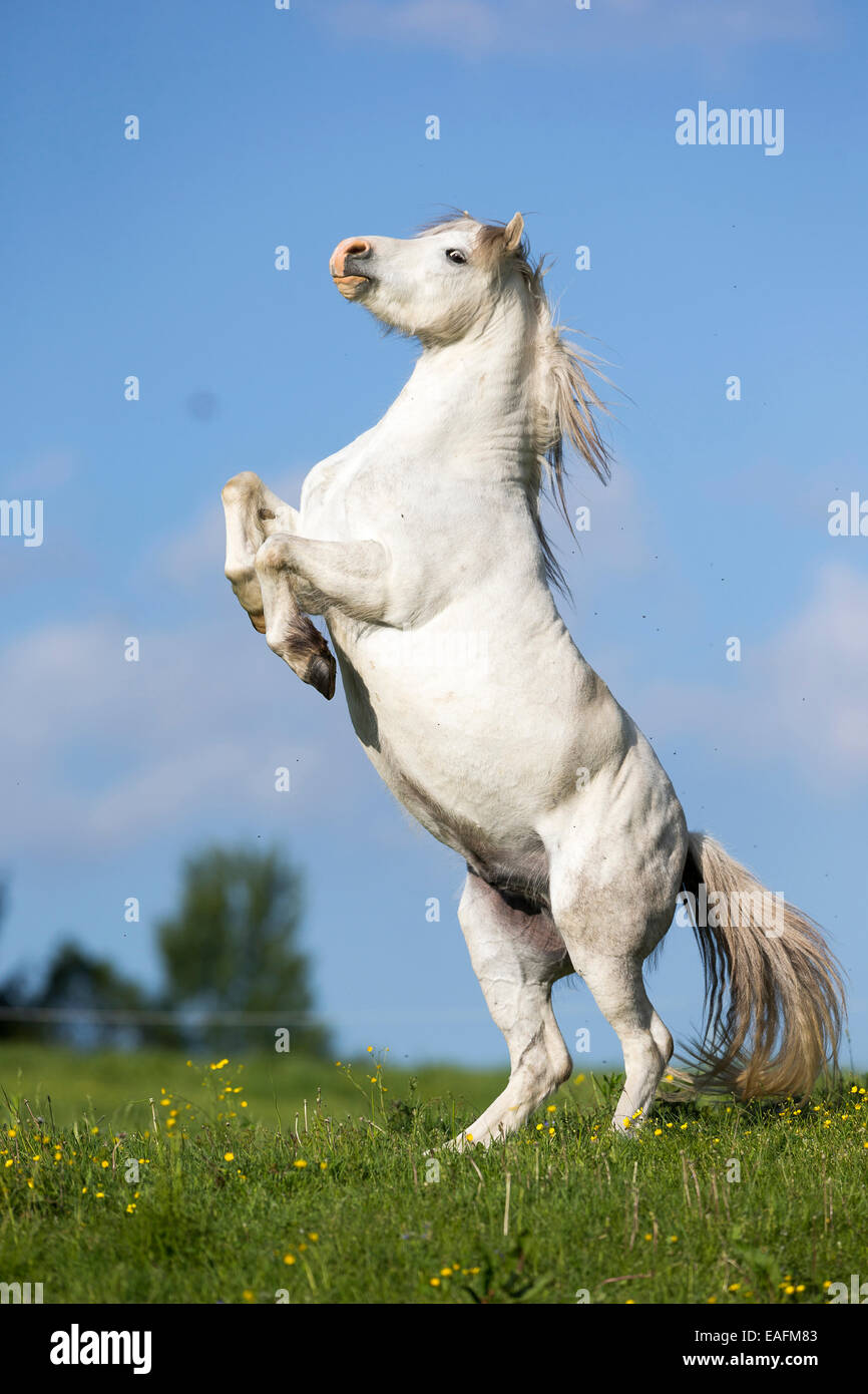 Welsh Mountain Pony Section A Gray gelding rearing pasture Austria ...
