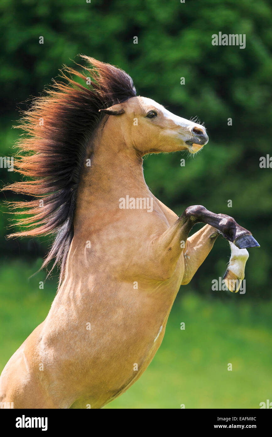 Buckskin Horses Rearing