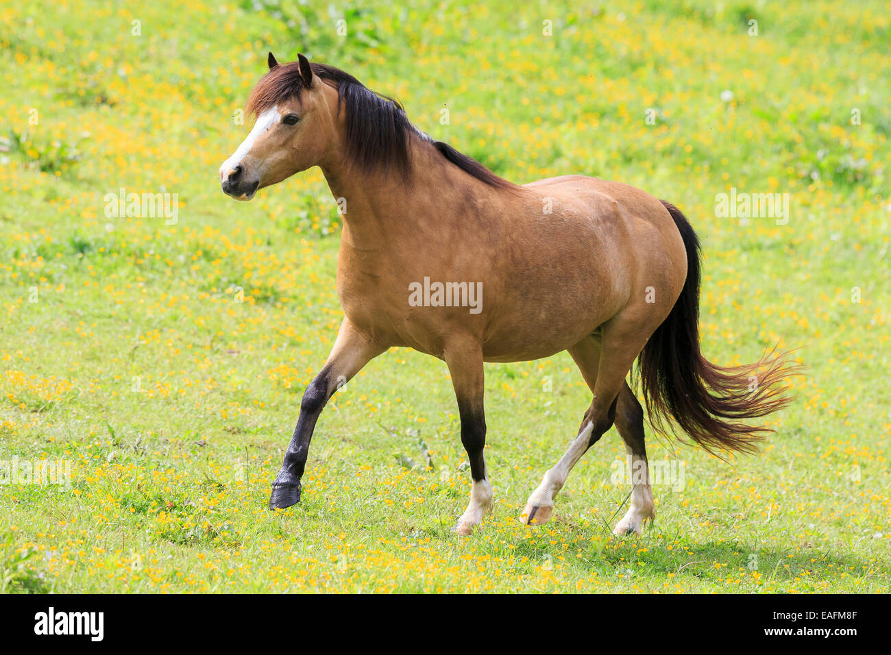 Welsh Pony Section B Dun Mare Walking Pasture Austria Stock Photo ...