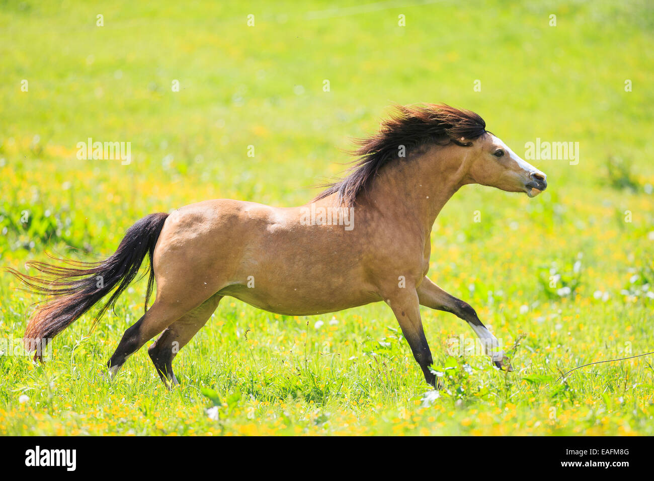Welsh Pony Section B Dun mare galloping pasture while threatening ...