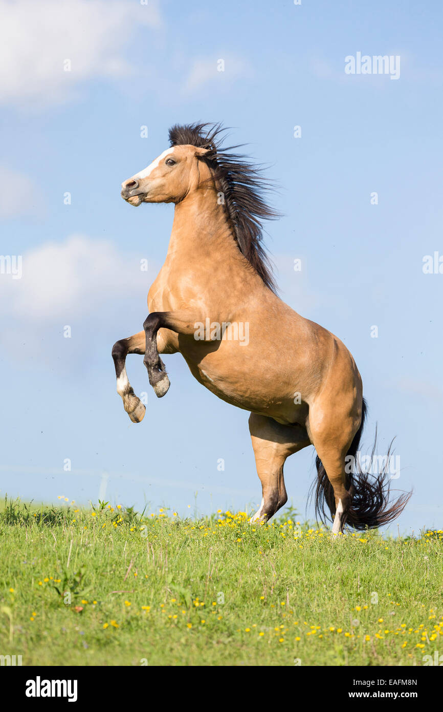 Welsh Pony Section B Dun mare rearing pasture Austria Stock Photo - Alamy