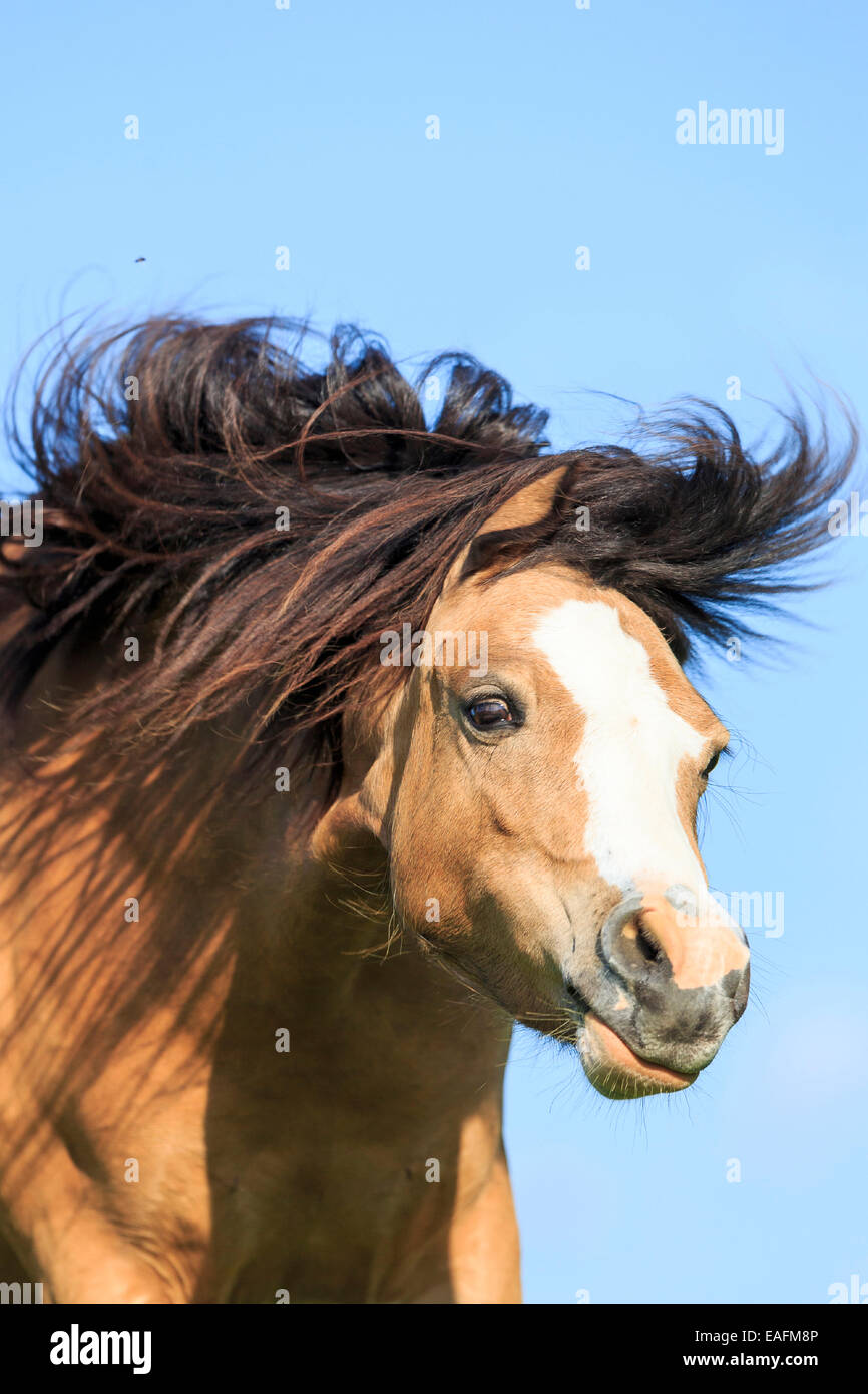 Welsh pony section dun mare hi-res stock photography and images - Alamy