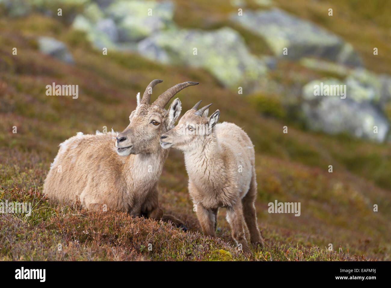 Cute female ibex hi-res stock photography and images - Alamy