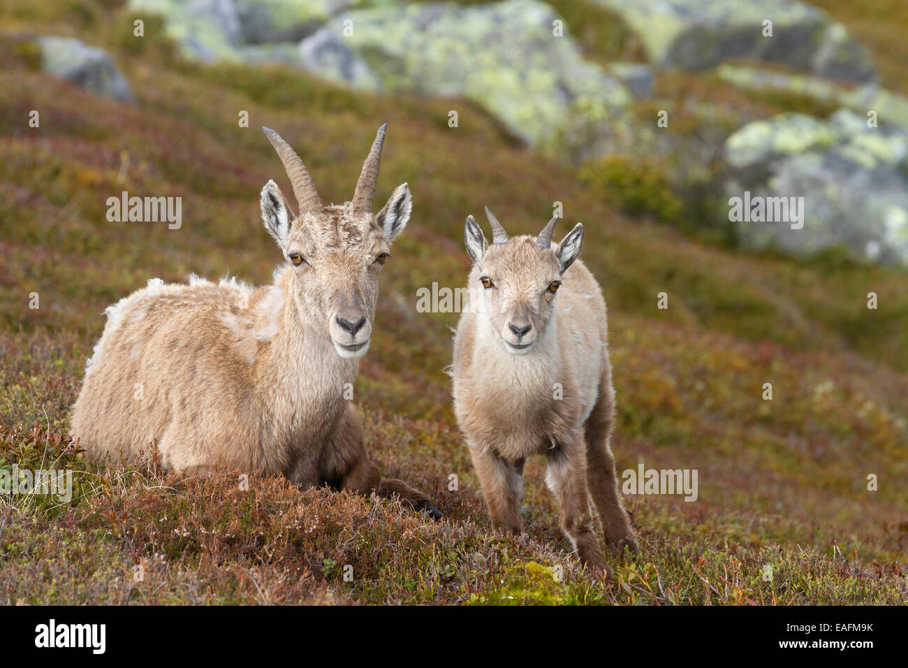 Alpine Ibex Capra ibex Female young slope Switzerland Stock Photo - Alamy