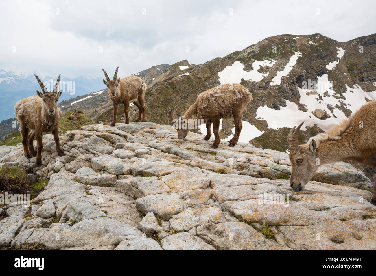 Alpine Ibex Capra ibex Group licking minerals from rock Switzerland ...