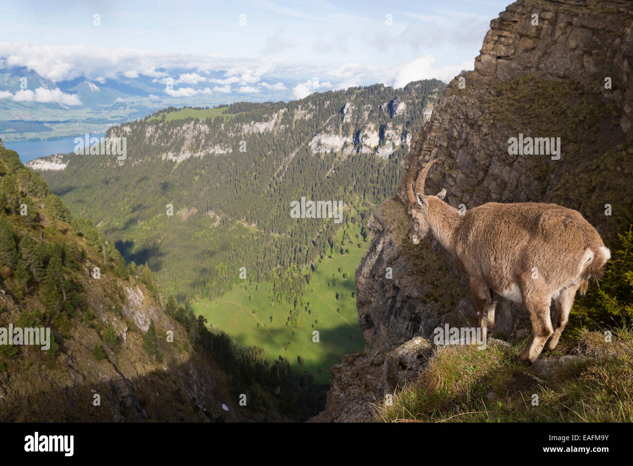 Alpine Ibex Capra ibex Female standing steep hillside Switzerland Stock ...
