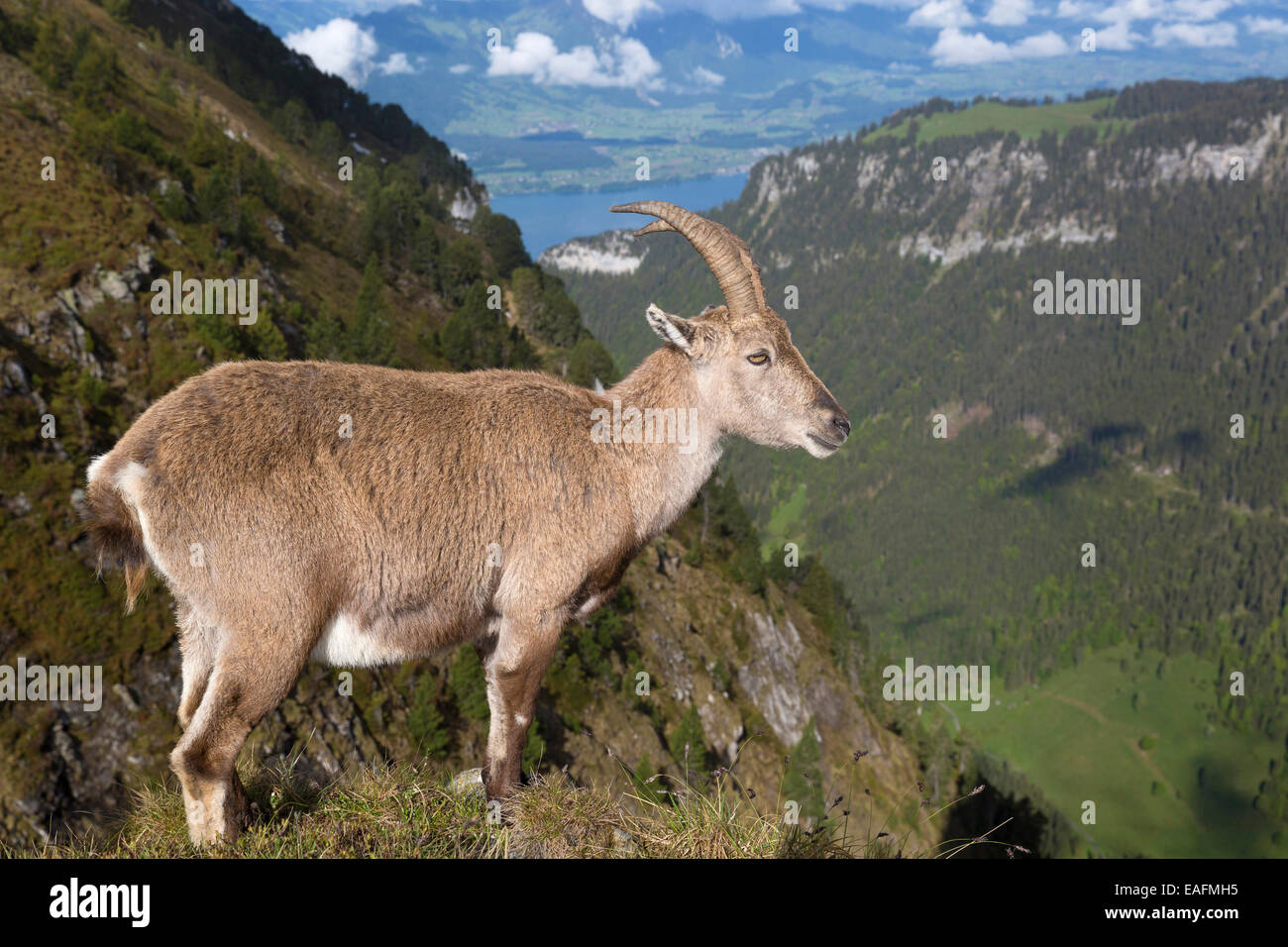Alpine Ibex Capra ibex Female standing steep hillside Switzerland Stock ...
