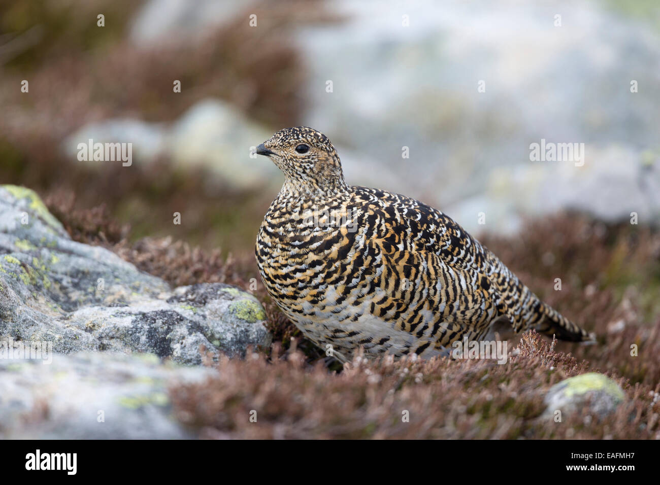 Ptarmigan Lagopus mutus Lagopus muta Hen standing among rocks ...