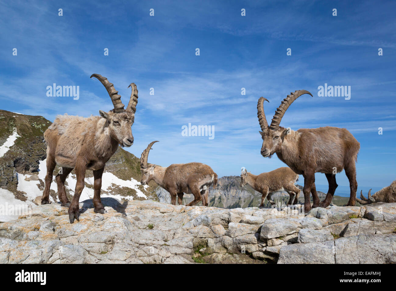 Alpine ibex capra males hi-res stock photography and images - Alamy