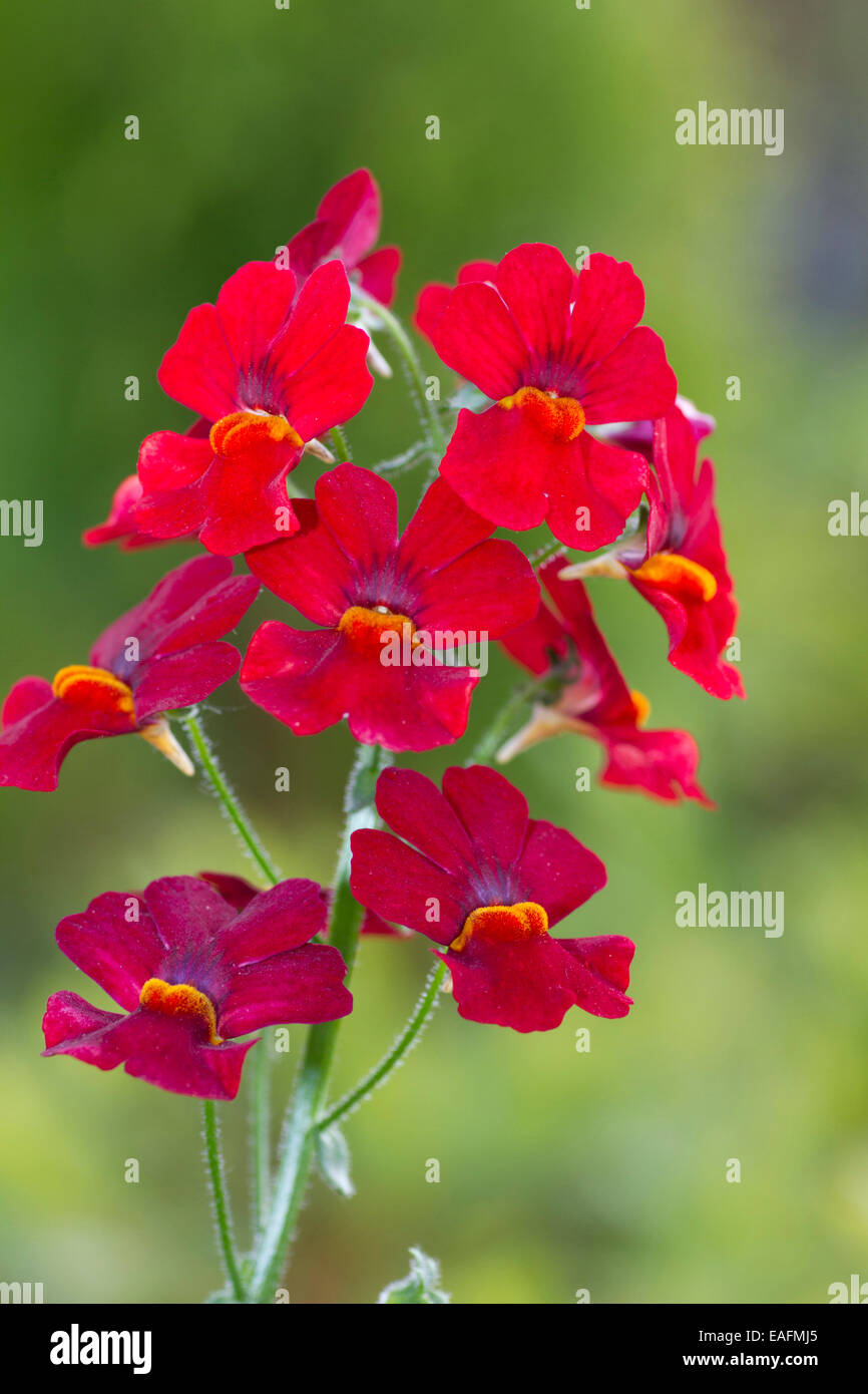 Nemesia hybrid cultivar Red flowers Germany Stock Photo - Alamy