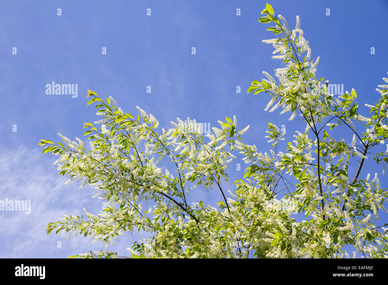 Black Cherry Prunus serotina flowering twigs Germany Stock Photo - Alamy