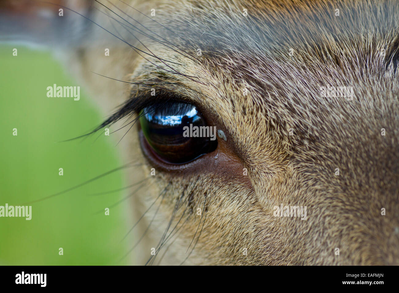 Damwild detail hi-res stock photography and images - Alamy