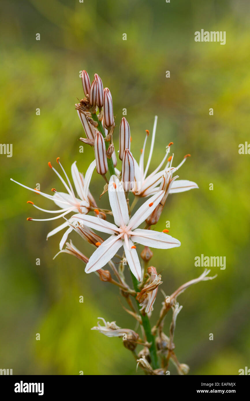 Branched Asphodel High Resolution Stock Photography and Images - Alamy