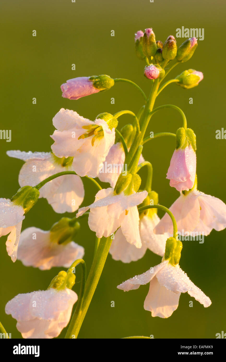 Cuckoo Flower Lady's Smock Cardamine pratensis flowers Germany Stock ...