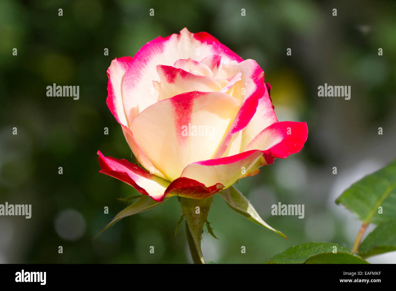 Jubilee Du Prince De Monaco High Resolution Stock Photography and ...