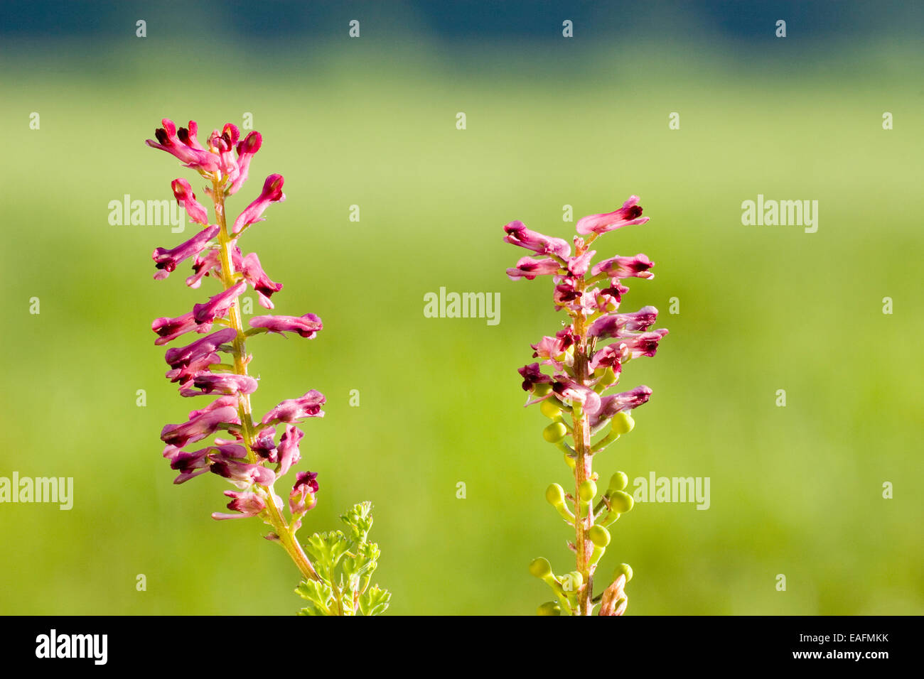 Fumitory family hi-res stock photography and images - Alamy