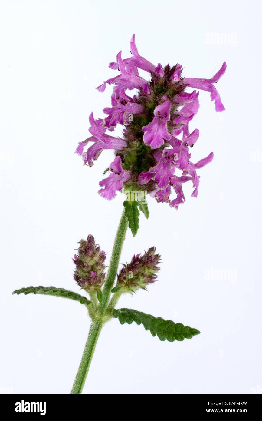 Wood betony betonica officinalis Cut Out Stock Images & Pictures - Alamy