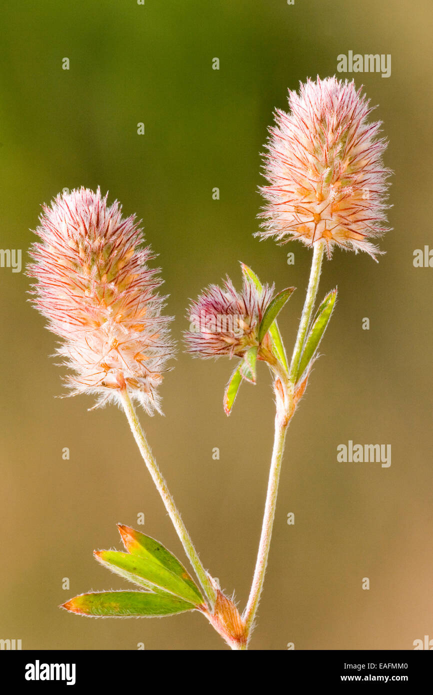 Rabbit clover hi-res stock photography and images - Alamy