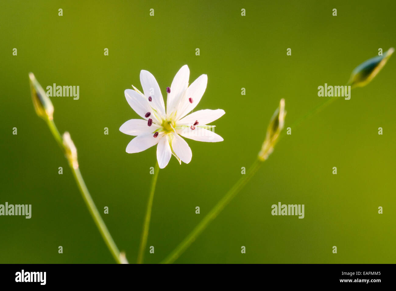 Grassleaf Starwort Common Stitchwort Stellaria graminea flowering stalk ...