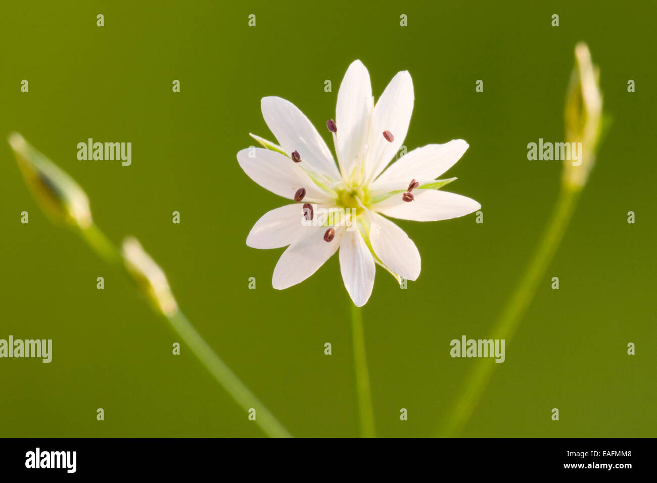 Grassleaf Starwort Common Stitchwort Stellaria graminea flowering stalk ...