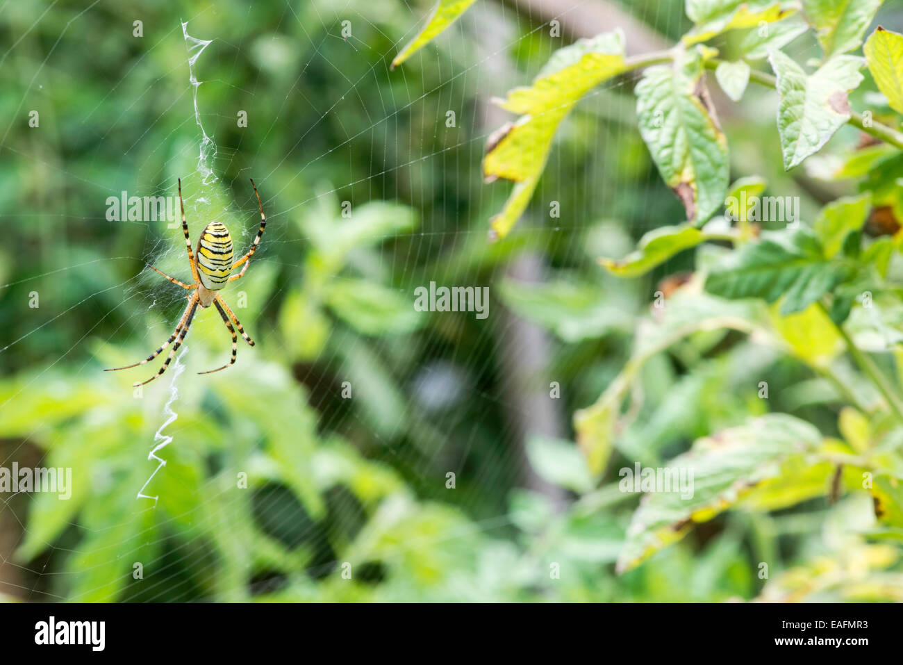 Spider in a garden. Grenn and yellow lines spider Stock Photo - Alamy