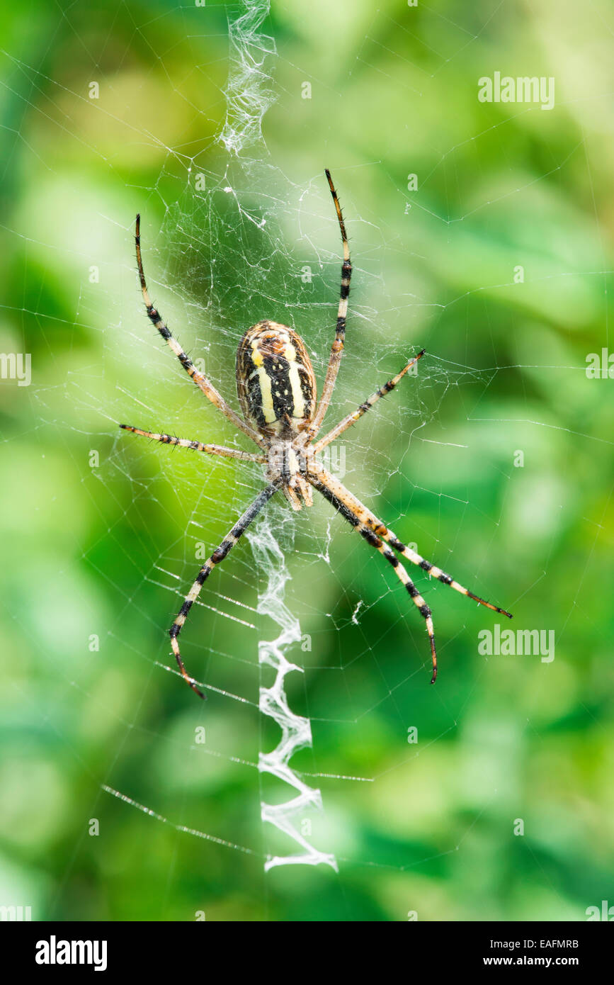 Spider in a garden. Grenn and yellow lines spider Stock Photo - Alamy