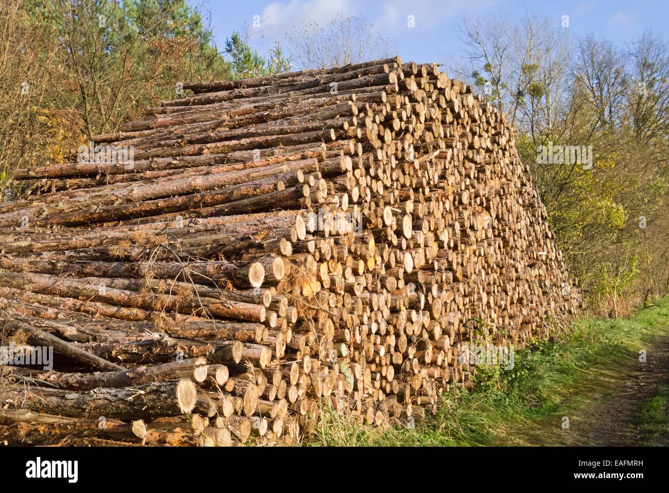 Conifer wood hi-res stock photography and images - Alamy